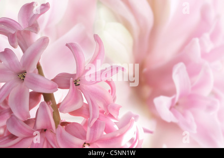 pink flowers made with color filters, soft color and blur style for ...