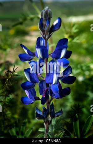 Israel Blue lupin Lupinus pilosus Stock Photo - Alamy