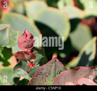 Ice cream bush, (Breynia disticha, Roseo-picta,) also known as Snowbush ...