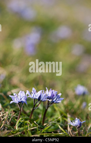 Spring squill, Scilla verna, in flower in high alpine pasture, Pyrenees ...