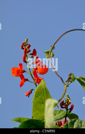 Runner bean flowers, variety Armstrong Stock Photo - Alamy