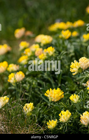 Flower head of Kidney vetch (Anthyllis vulneraria) . The individual ...