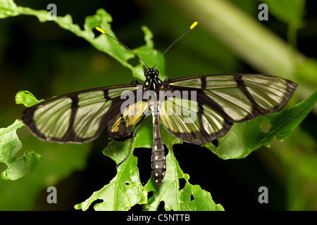 Metona Grandiosa Rare Ecuadorian Endemic Species Shot Near Mindo City ...