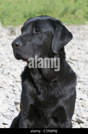 A Black Labrador retriever hunting dog with a Bobwhite Quail on a ...