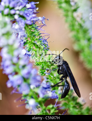 A Pipe Organ Mud Dauber, Trypoxylon politum, nectars from flowers ...