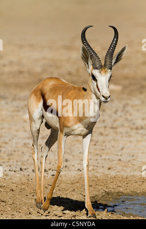 Portrait of a standing springbok Stock Vector Art & Illustration ...