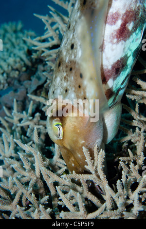 Cuttlefish hiding eggs in reef Stock Photo - Alamy
