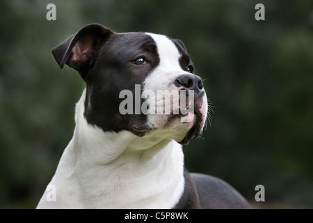 American Staffordshire Terrier close-up frontal portrait on black ...