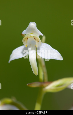 Greater butterfly-orchid (Platanthera chlorantha Stock Photo - Alamy