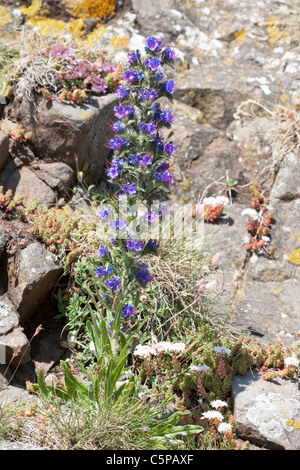 The viper's bugloss (Echium vulgare, in blue) and Lotus corniculatus ...