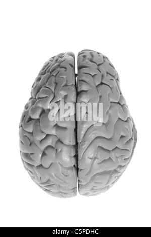 Anatomy Specimen of Human Brain Stock Photo - Alamy