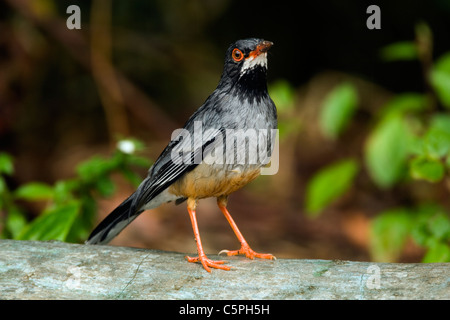 Red-legged Thrush (Turdus plumbeus), Cuba Stock Photo - Alamy