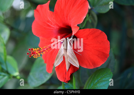 Hawk moth on a red hibiscus flower Stock Photo - Alamy