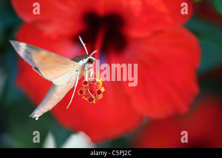 Hawk moth on a red hibiscus flower Stock Photo - Alamy