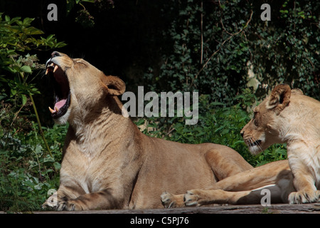 The Barbary or Atlas lion is the largest subspecies of lion. A male can ...