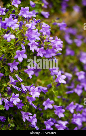 Violet flowers of Dalmation bellflower Campanula portenschlagiana ...