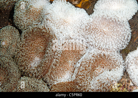 Corallimorphs, or Corallimorpharians, Discosoma cf. rhodostoma, showing ...