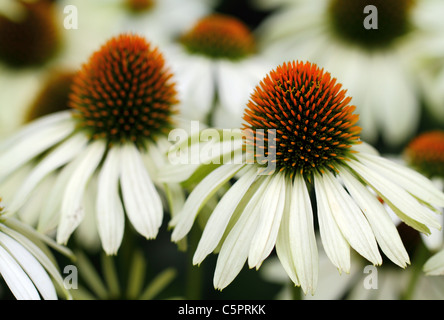 White cone flowers close Echinacea purpurea Stock Photo - Alamy