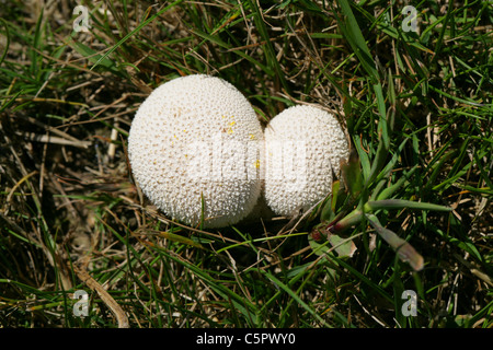 Meadow Puffball (Lycoperdon pratense Stock Photo - Alamy