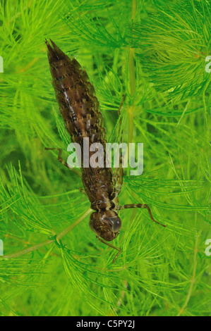 Dragonfly larva waiting for prey in aquatic plants (Anax sp) at spring ...