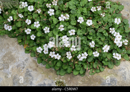 White Stork's Bill, Erodium reichardii "Album", Geraniaceae. Balearic ...
