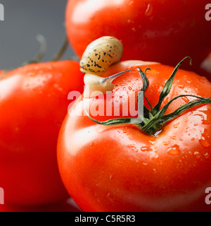 snail with tomato Stock Photo - Alamy
