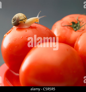 A snail on tomatoes Stock Photo - Alamy
