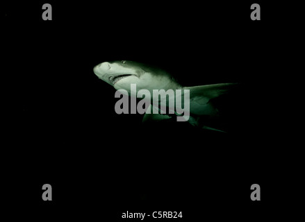Lemon shark swimming at night in the Bahamas waters Stock Photo - Alamy