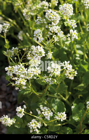 Close up of scurvygrass (cochlearia officinalis) flowers in bloom Stock ...