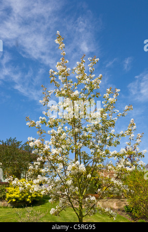 Amelanchier arborea, Robin Hill tree in blossom Stock Photo - Alamy