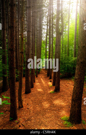 Sunlight shining through lush, temperate rainforest Stock Photo - Alamy