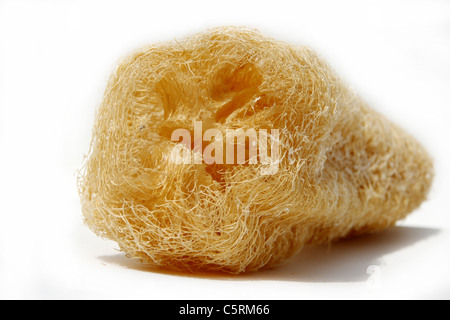 Dried, natural luffa Stock Photo - Alamy