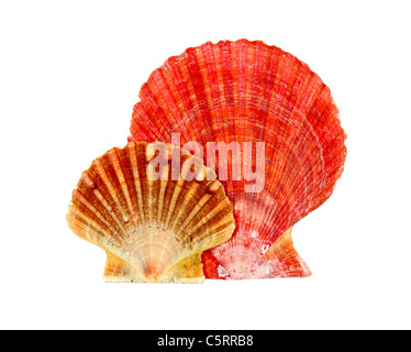 Red Scallop Seashell isolated on white background. Natural textured ...