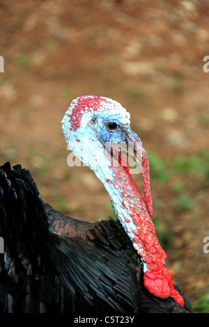 The head of Turkey hen Stock Photo - Alamy