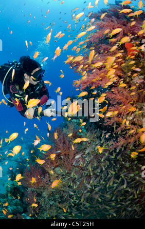 Soft coral patch with schooling Anthia fish and scuba diver, Nuweiba ...