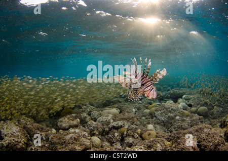 Lion fish hunting by sunset, Nuweiba, Red Sea, Sinai, Egypt Stock Photo ...