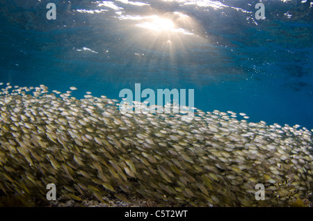 Lion fish hunting by sunset, Nuweiba, Red Sea, Sinai, Egypt Stock Photo ...