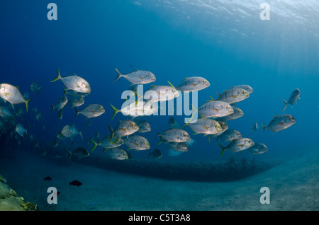 School of jack fish or trevally, Nuweiba, Red Sea, Sinai, Egypt Stock ...