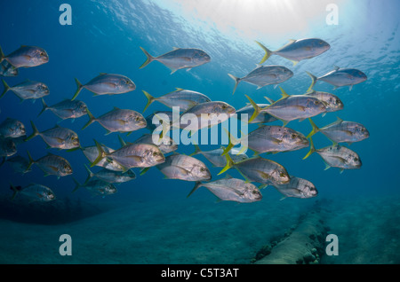 School of jack fish or trevally, Nuweiba, Red Sea, Sinai, Egypt Stock ...