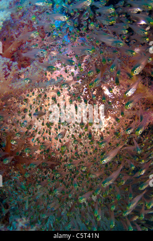 Schooling glass fish, Nuweiba, Sinai, Egypt, Red Sea, Indian Ocean ...