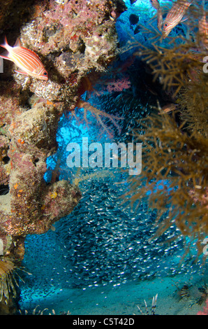 Schooling glass fish, Nuweiba, Sinai, Egypt, Red Sea, Indian Ocean ...
