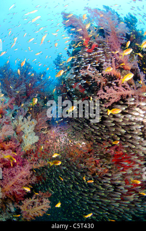 Schooling glass fish, Nuweiba, Sinai, Egypt, Red Sea, Indian Ocean ...
