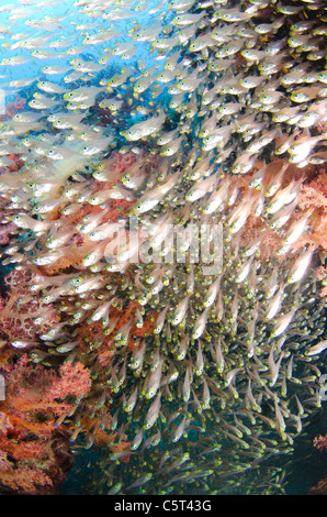 Schooling glass fish, Nuweiba, Sinai, Egypt, Red Sea, Indian Ocean ...