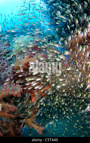 Schooling glass fish, Nuweiba, Sinai, Egypt, Red Sea, Indian Ocean ...