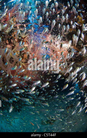 Schooling glass fish, Nuweiba, Sinai, Egypt, Red Sea, Indian Ocean ...
