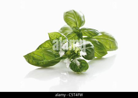 Basil leaf (Ocimum basilicum). Fresh organic green and purple basil ...
