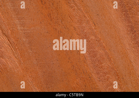 Khaya senegalensis Stock Photo - Alamy