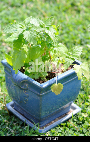 Potted catnip herb Stock Photo - Alamy