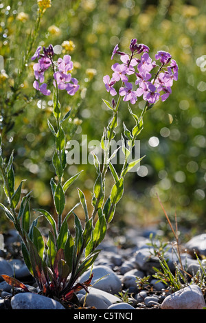 Dames Rocket flower Stock Photo - Alamy