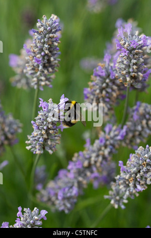 Bee feeding on pollen of Lavandula common name lavender is a genus of ...
